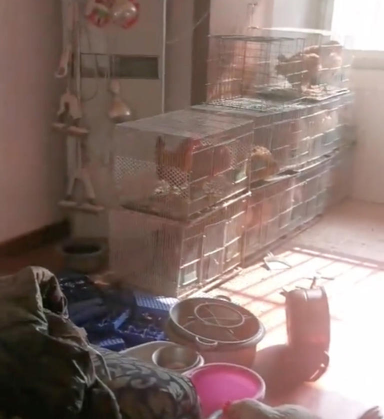 Landlord Shocked to Find His Rented Apartment Turned into Chicken Coop